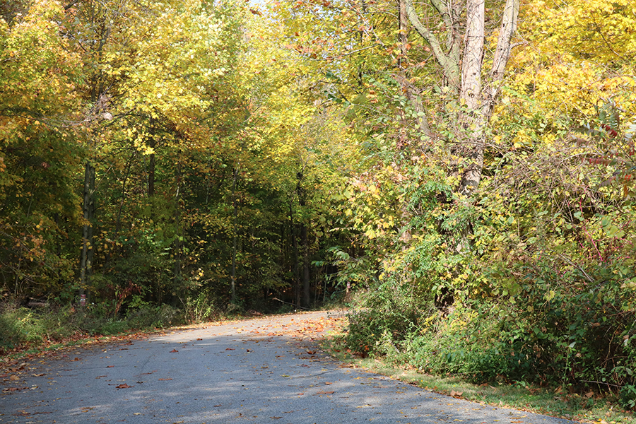 Hamilton Grove